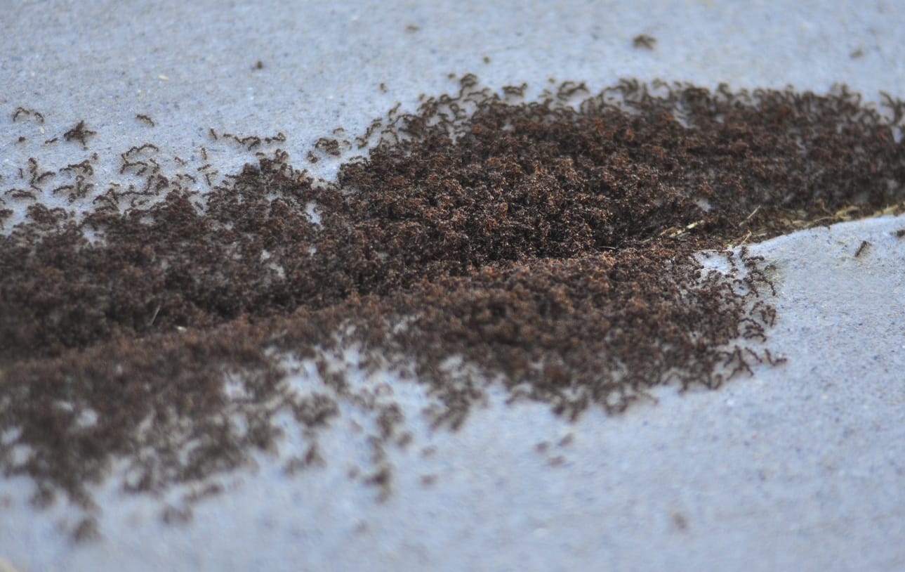 How Pavement Ants Can Be Dangerous