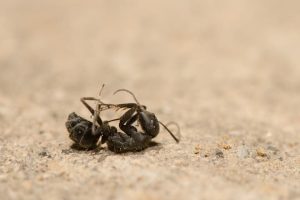 How to Get Rid of Carpenter Ants in Walls